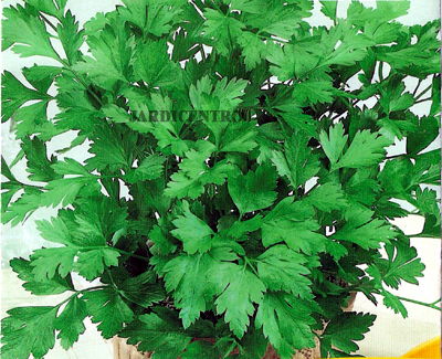 Plantas Milagrosas : Salsa Benefícios e Qualidades