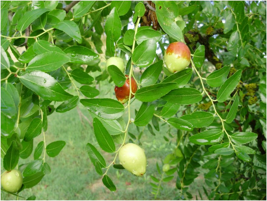 Rumore di fusa: Giuggiole, giuggiole, giuggiole!