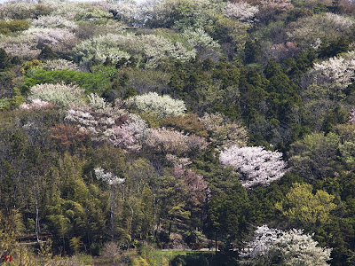 FROM THE GARDEN OF ZEN: April 2013