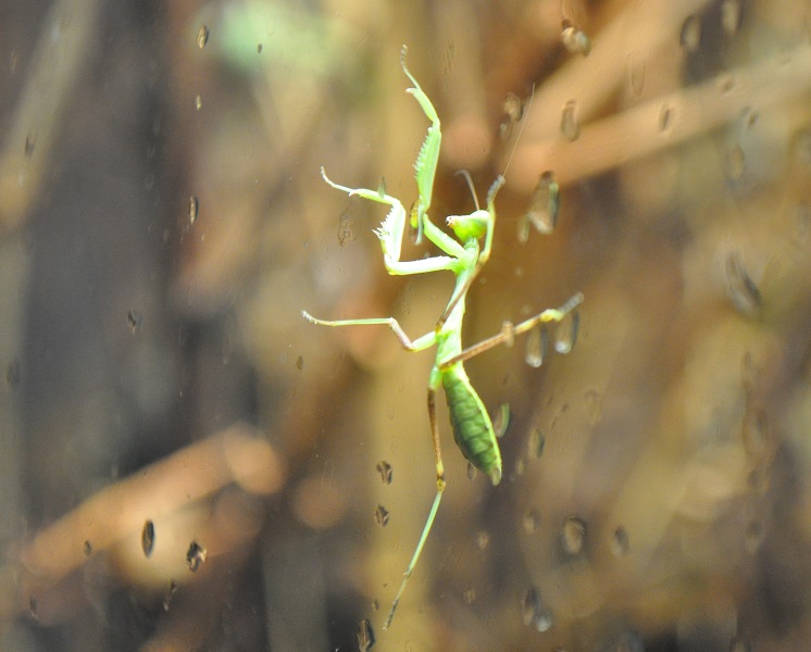ZOOTOGRAFIANDO (6.100 ANIMALS): MANTIS RELIGIOSA ACORAZADA ...
