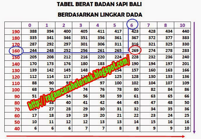 Cara Mengetahui Berat Tubuh Sapi Bali Dengan Ukuran Lingkar Dada - backlink