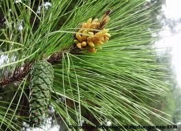 KEHIDUPAN LIAR: Mengenal Pohon Pinus dan Manfaatnya