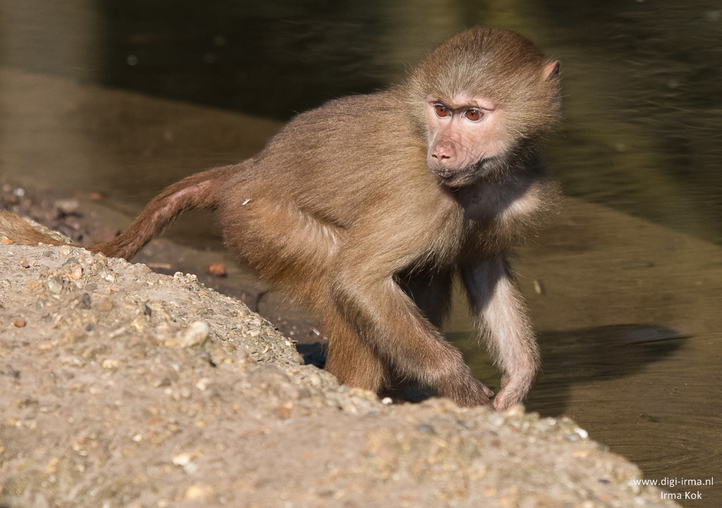 Irma's Natuurbeleving: Apen /Monkey