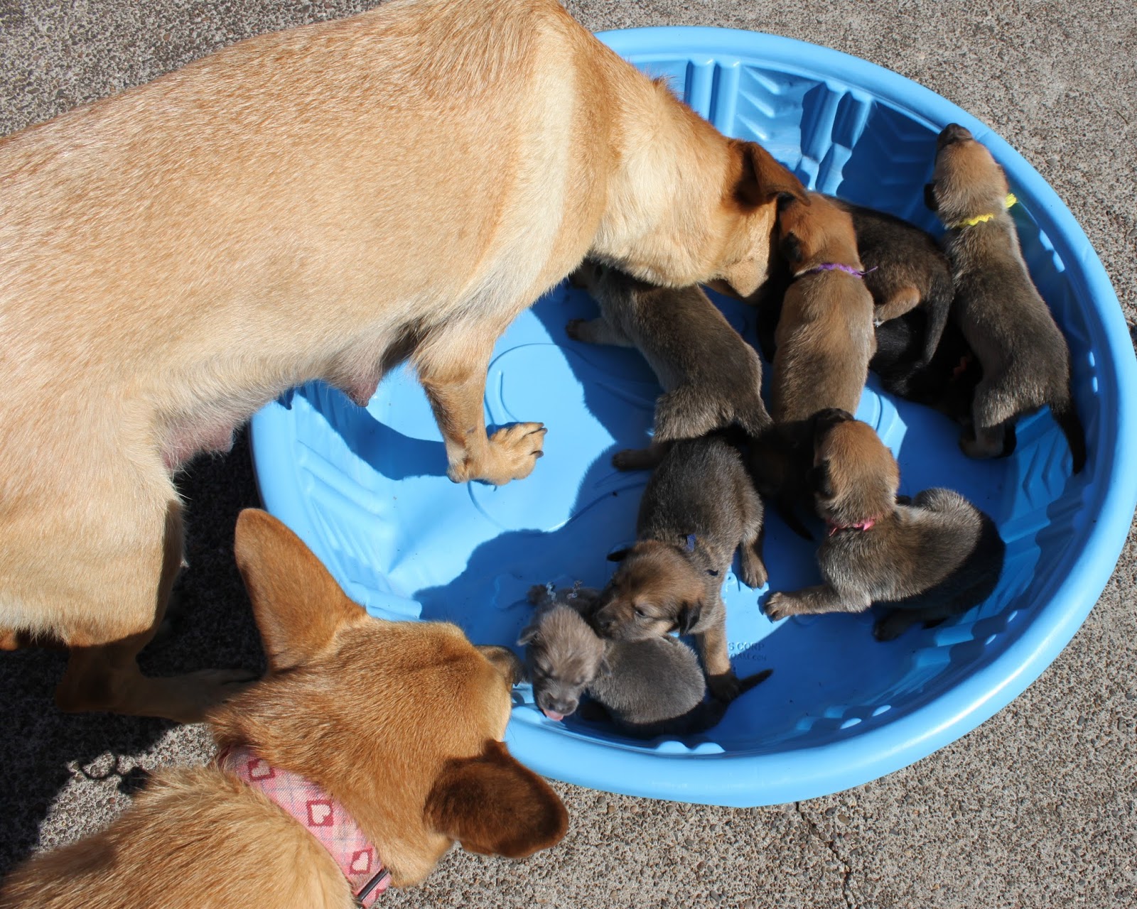 BrownStone Chinooks: Day 18 - Sunny Sunday