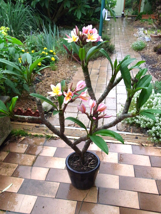 Garden amateur: Frangipani 'Serendipity'