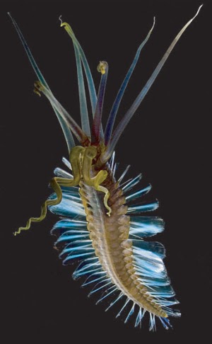 Real Monstrosities: Squidworm