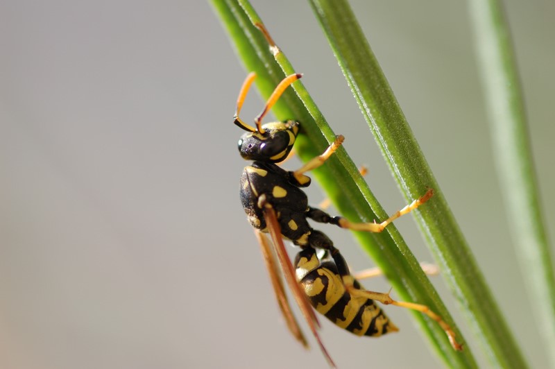 FAUNA-CERCANA: 9 - Algunos INSECTOS terrestres frecuentes en la región ...