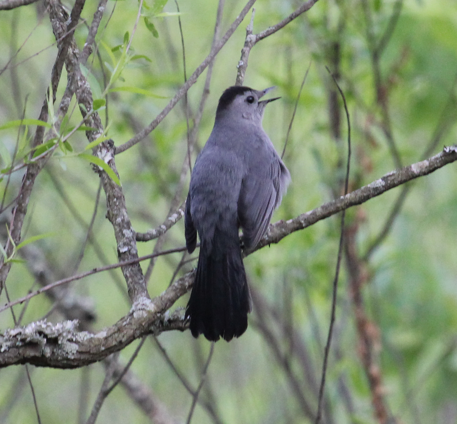 One Bird A Day: Day 118: Gray Catbird
