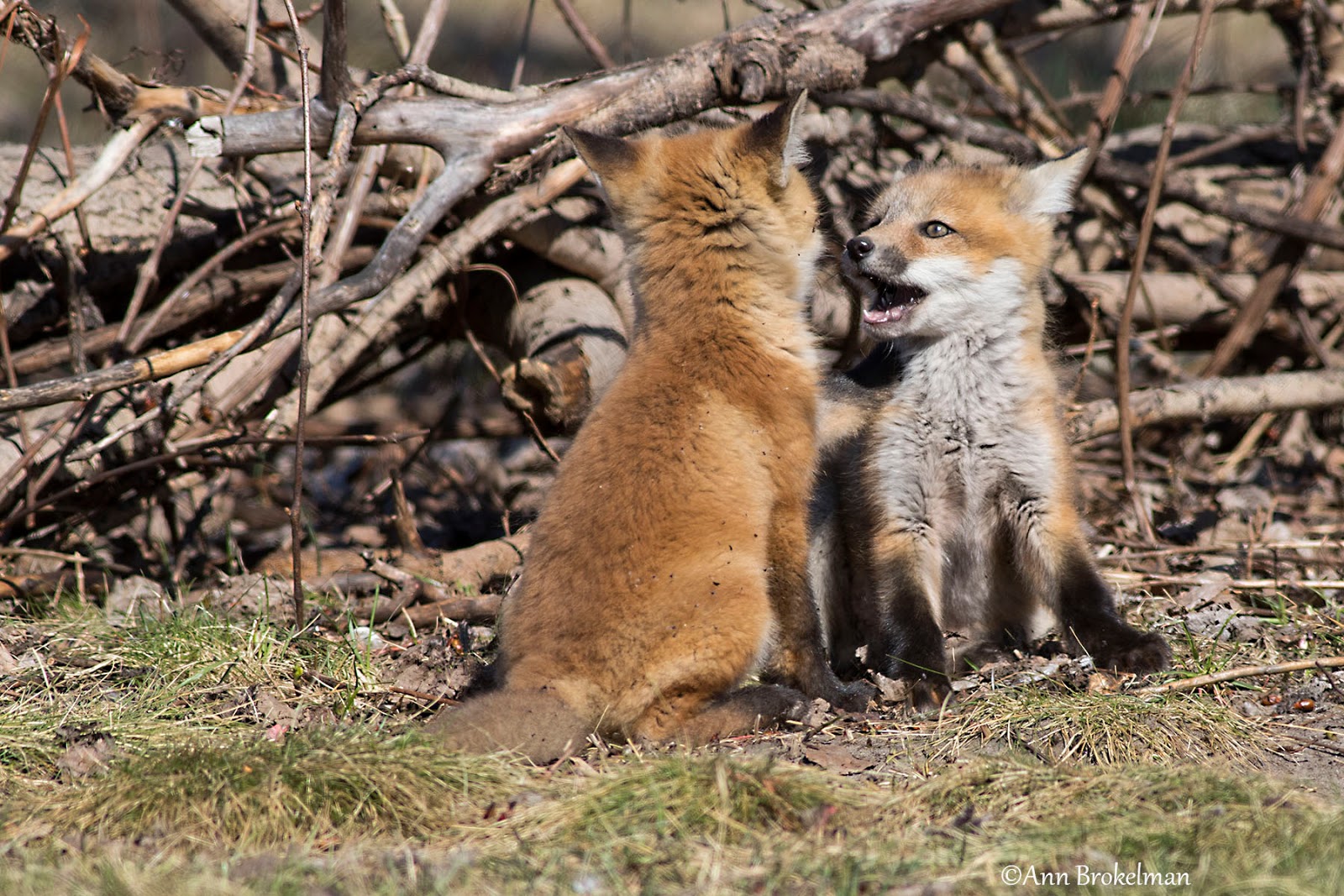 Ann Brokelman Photography: Red Fox Kits pouncing and playing