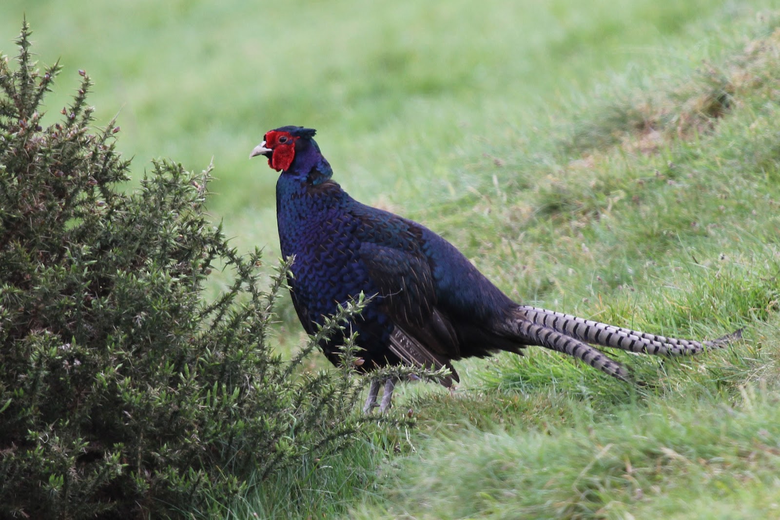 Away From Four Marks: Mid Wales, Gwenffrwd-Dinas - 6th May