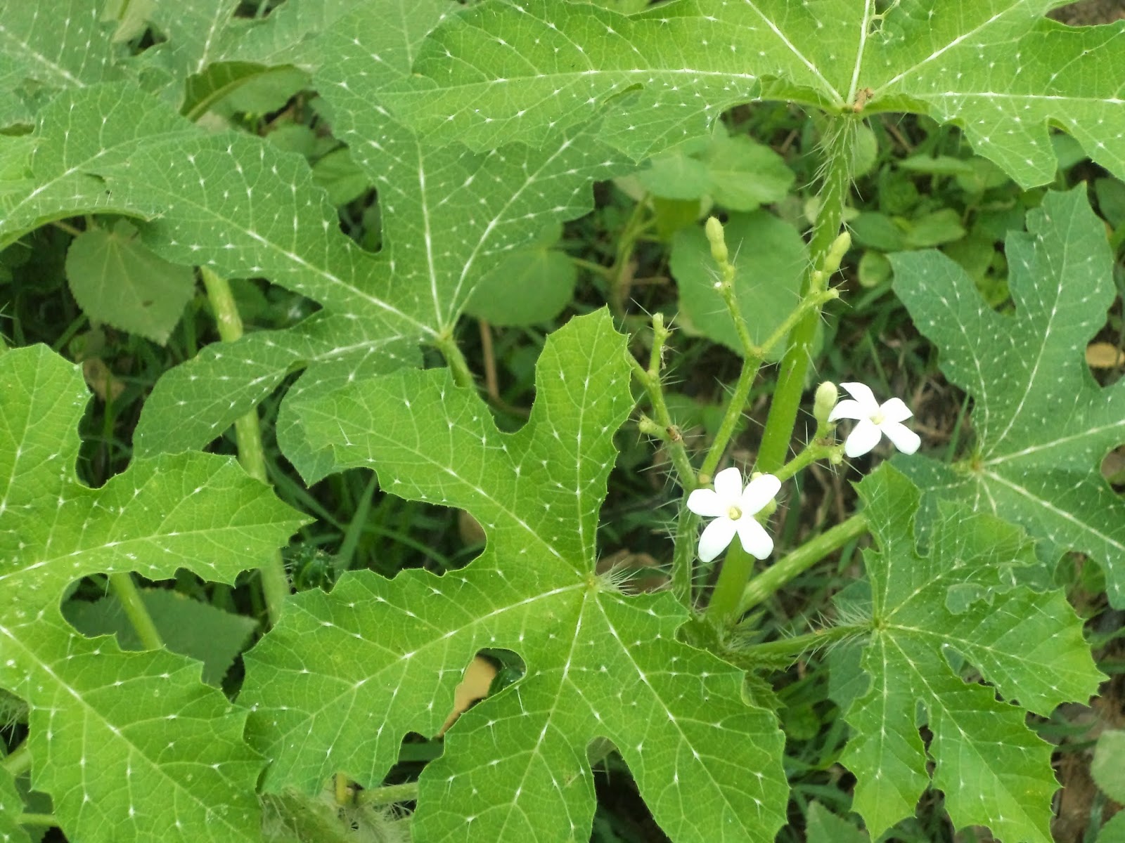 PLANTAS MEDICINALES WAYUU: CONOCIMIENTOS ANCESTRALES EN LA MEDICINA ...