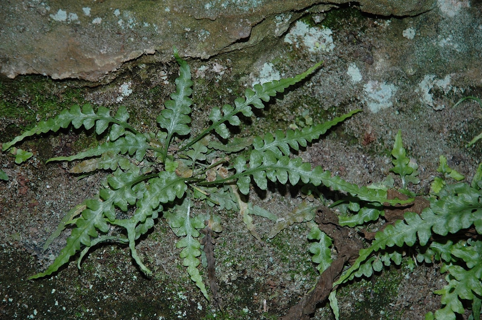 Field Biology in Southeastern Ohio: A Few More Ferns