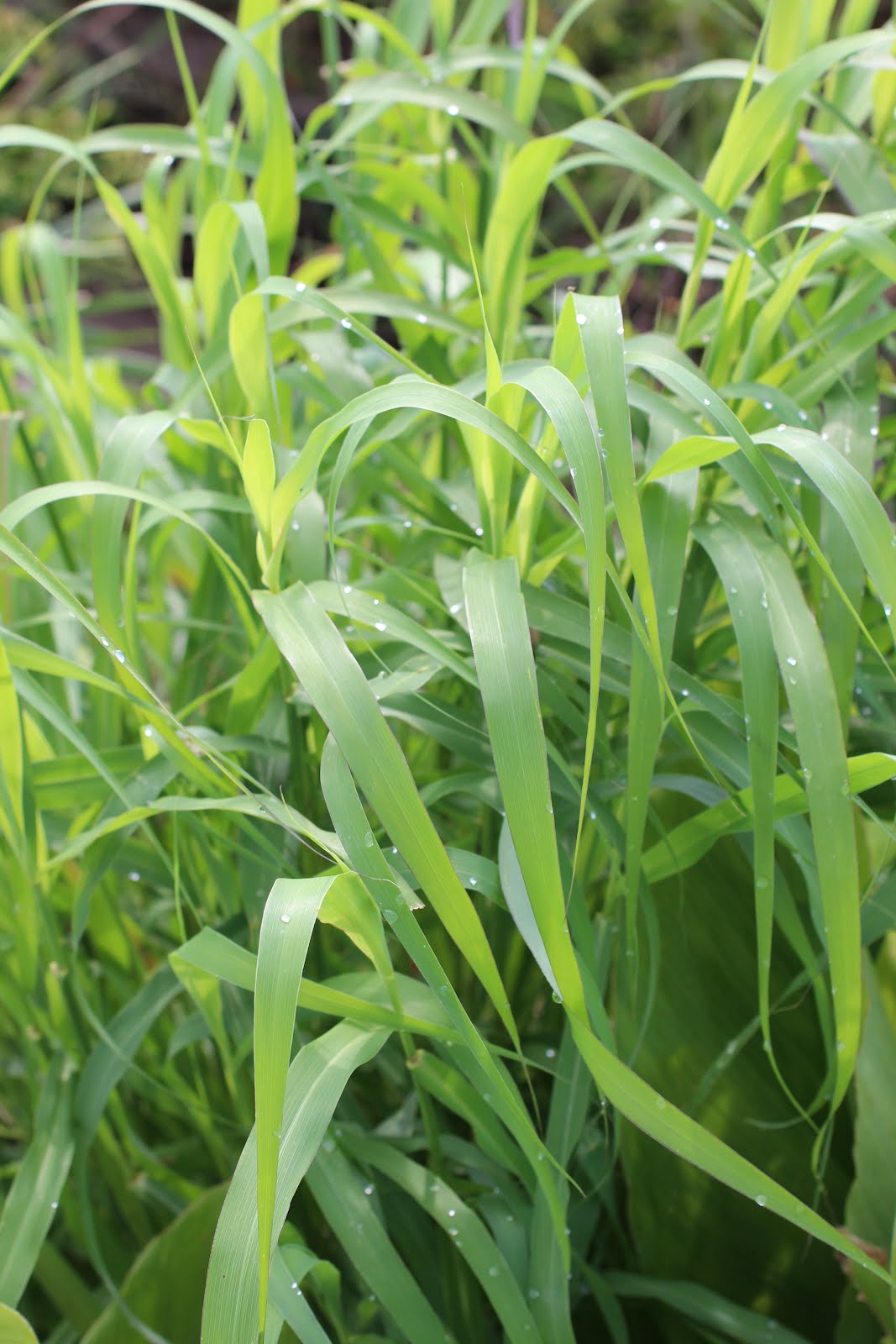 Florez Nursery: Palmarosa Grass, Cymbopogon martinii