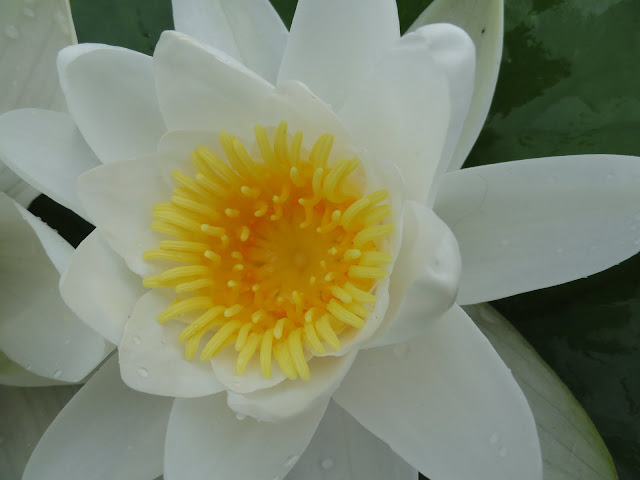 Frumusetile naturii: Nufar alb (Nymphaea alba L)