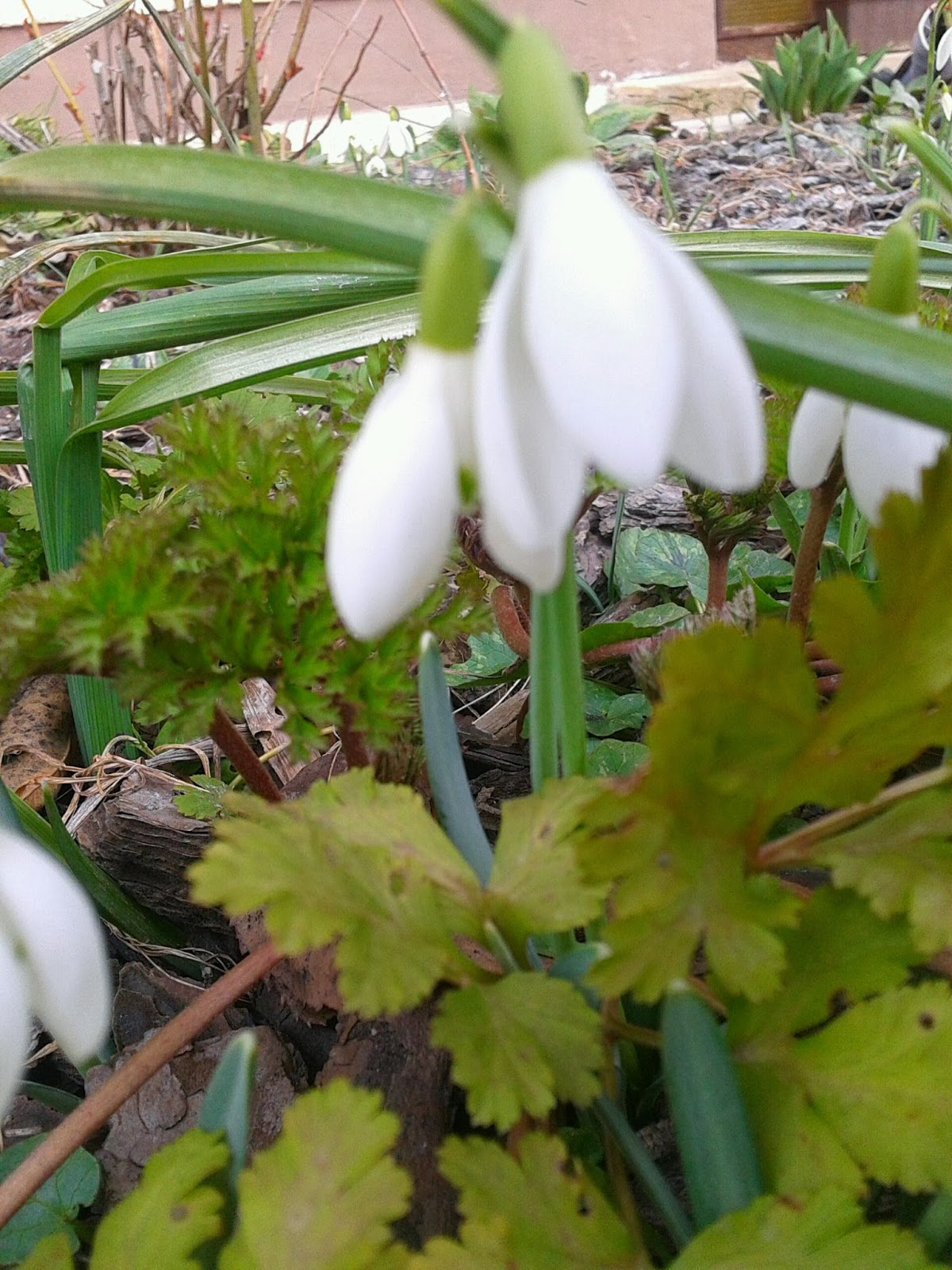 MAREC 2016: Okrasne rastline