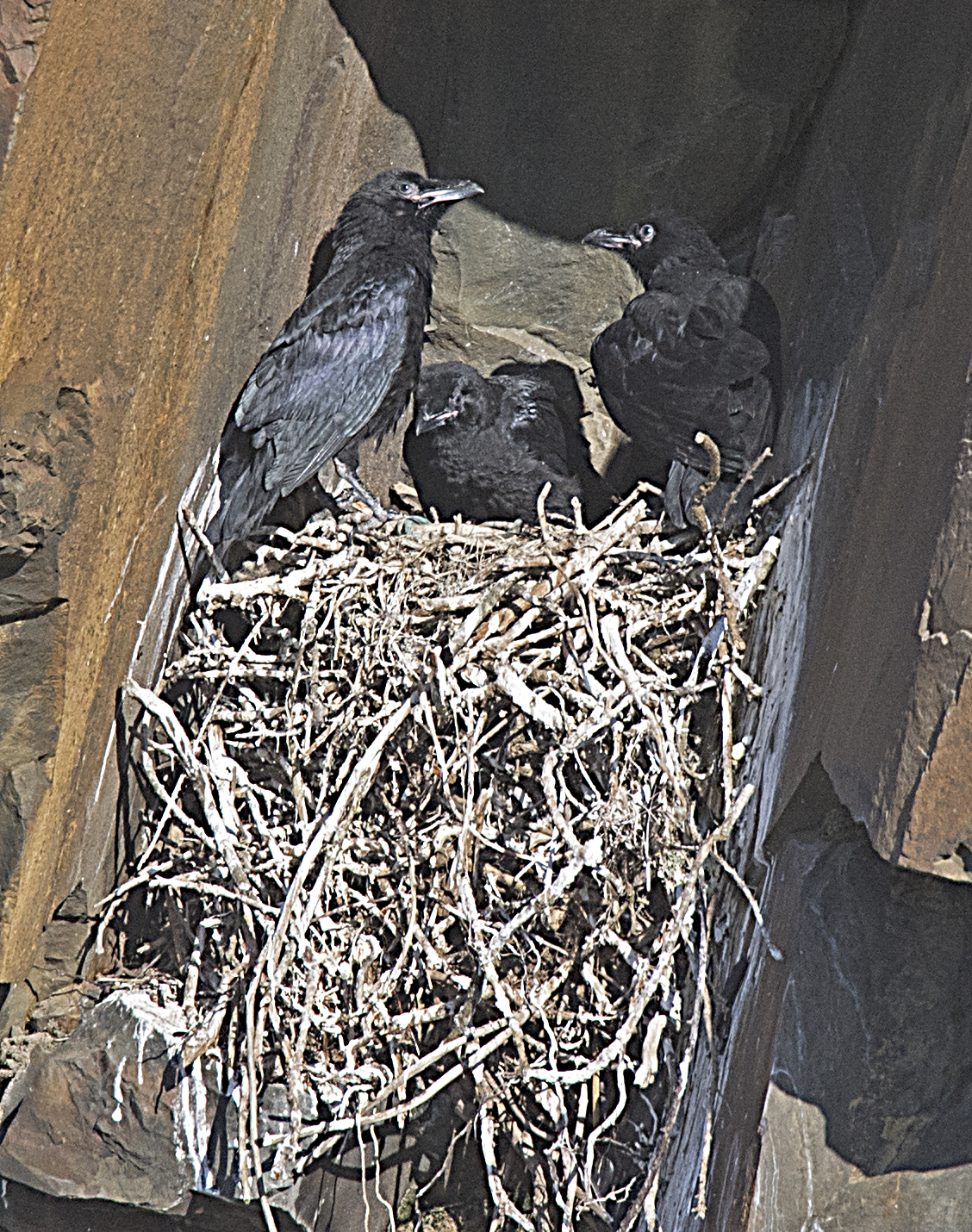 Alan James Photography : Raven Fledglings