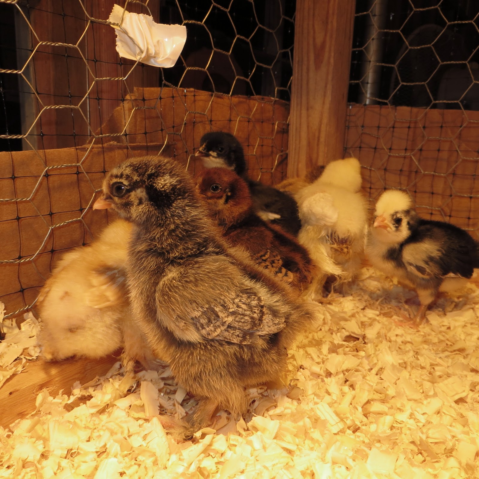 Feather Feet & Vulture Hocks: Chick Profile - Cochin Bantam 2 -- Silver ...