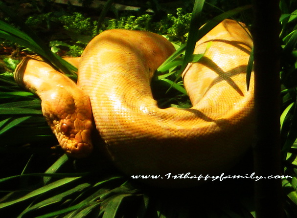 Albino Burmese Python Snake
