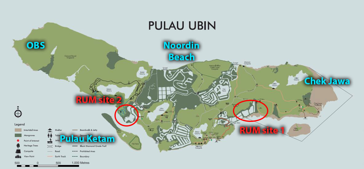 Restore Ubin Mangroves (R.U.M.) Initiative: RUMblers and the January ...