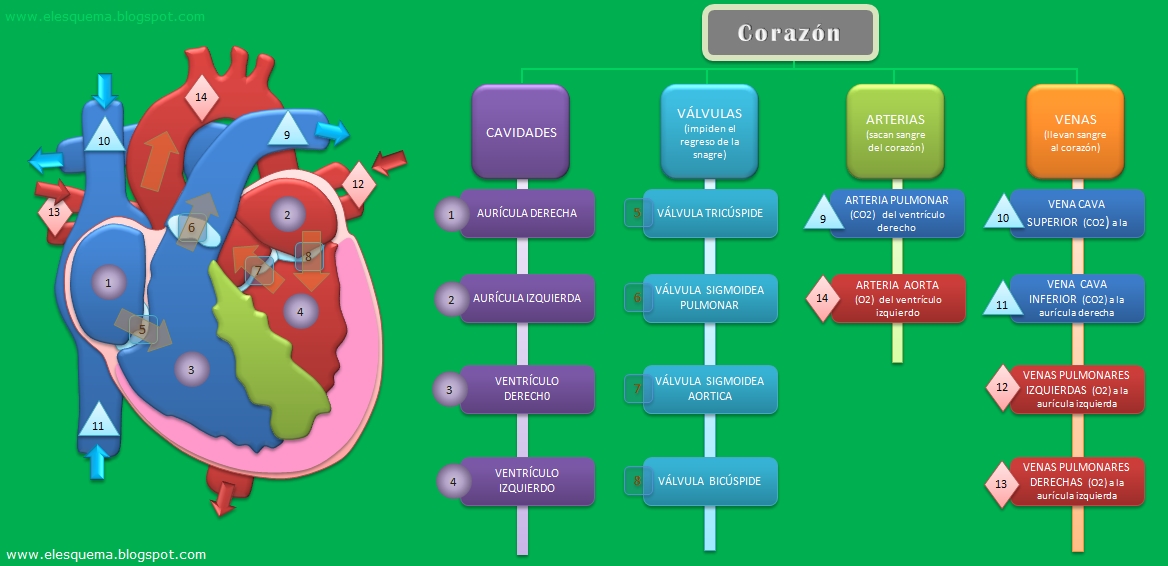 El Corazón | Esquemas, diagramas, gráficos y mapas conceptuales.