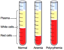 BIOL4550JJ: Erythropoietin - Function