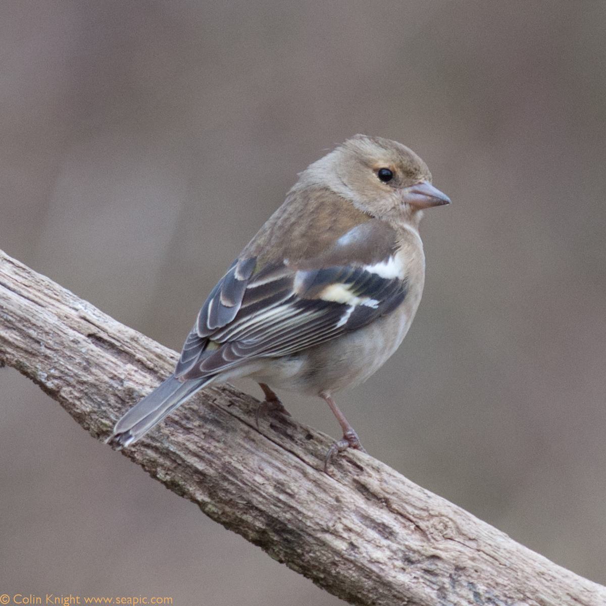 Postcards from Sussex: Chris Packham, a dive show, Siskins and Bramblings