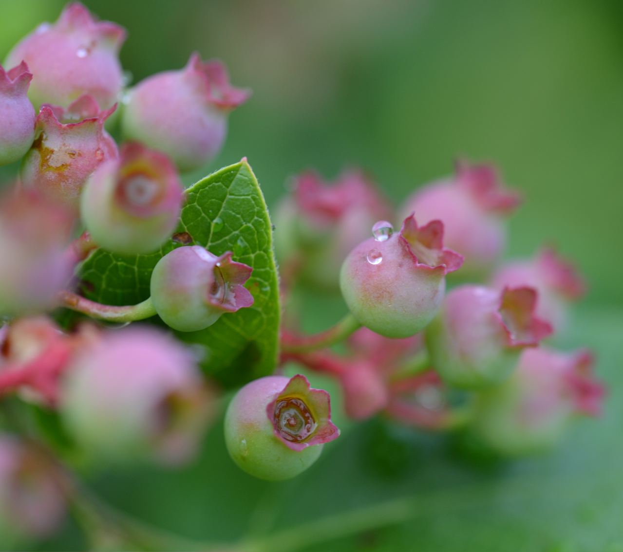 Flower Hill Farm: Looking Back Wildly Native Highbush Blueberries ...