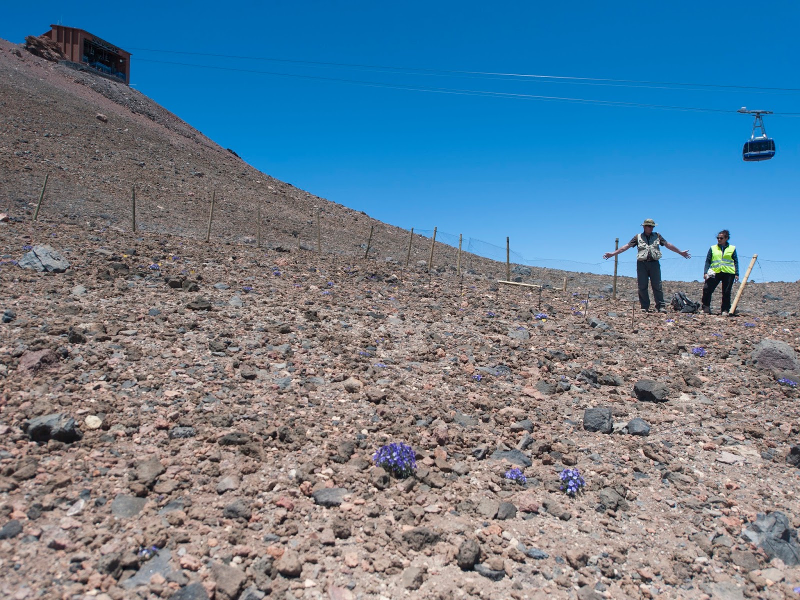 LA INVASIÓN EN EL BLOG:invasiones biológicas en Canarias.: El efecto de ...