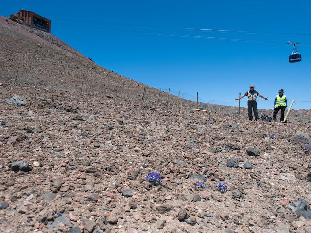 LA INVASIÓN EN EL BLOG:invasiones biológicas en Canarias.: El efecto de ...