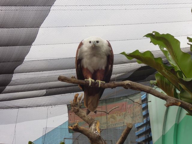 8 Top Things To Do In Manila Ocean Park With Kids (A World-Class ...