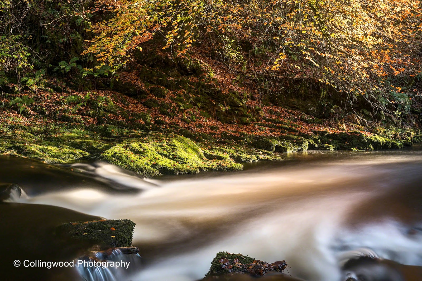 Tavicinity: Grenofen by the Walkham River - Remember Sunshine?
