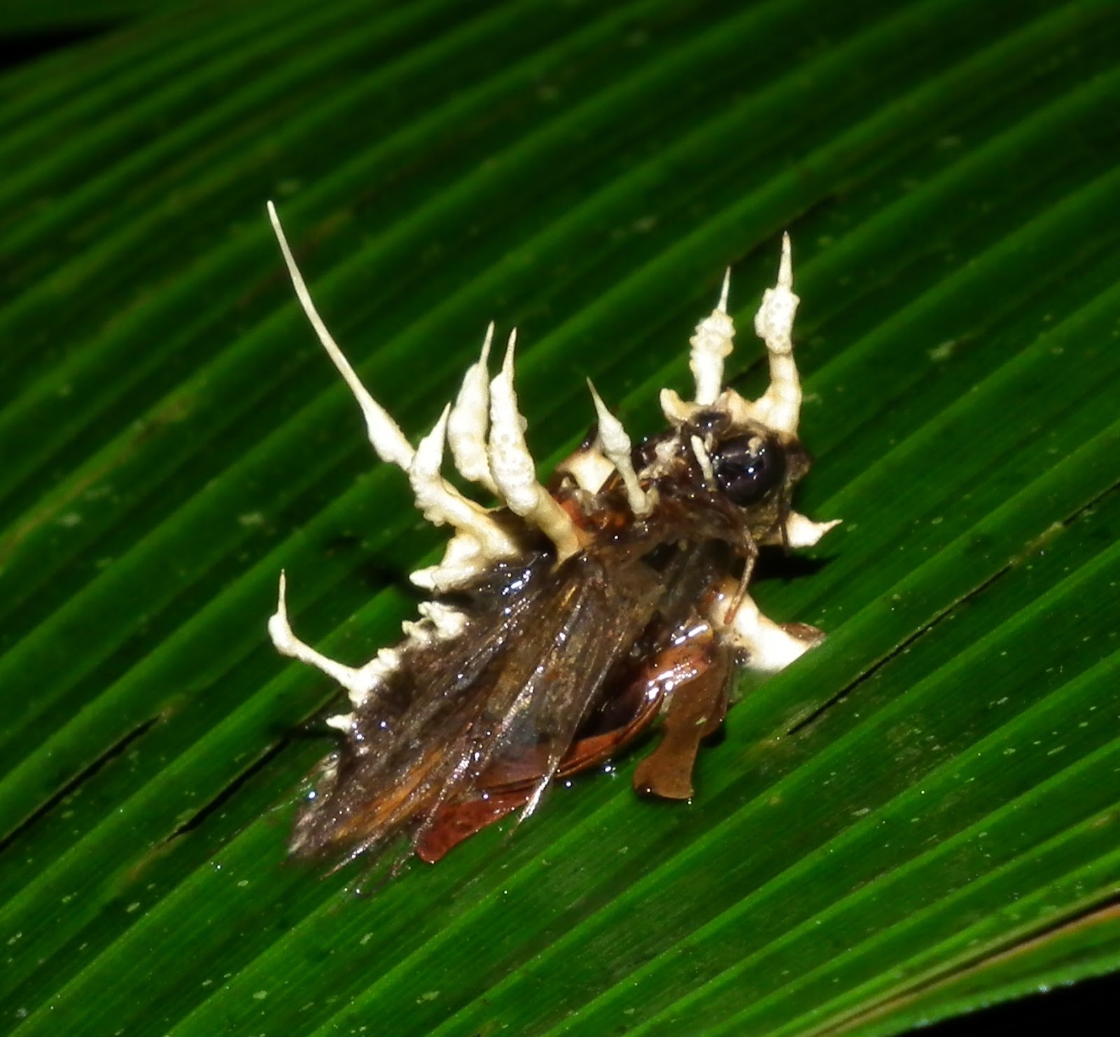 Central America: Fungal Death