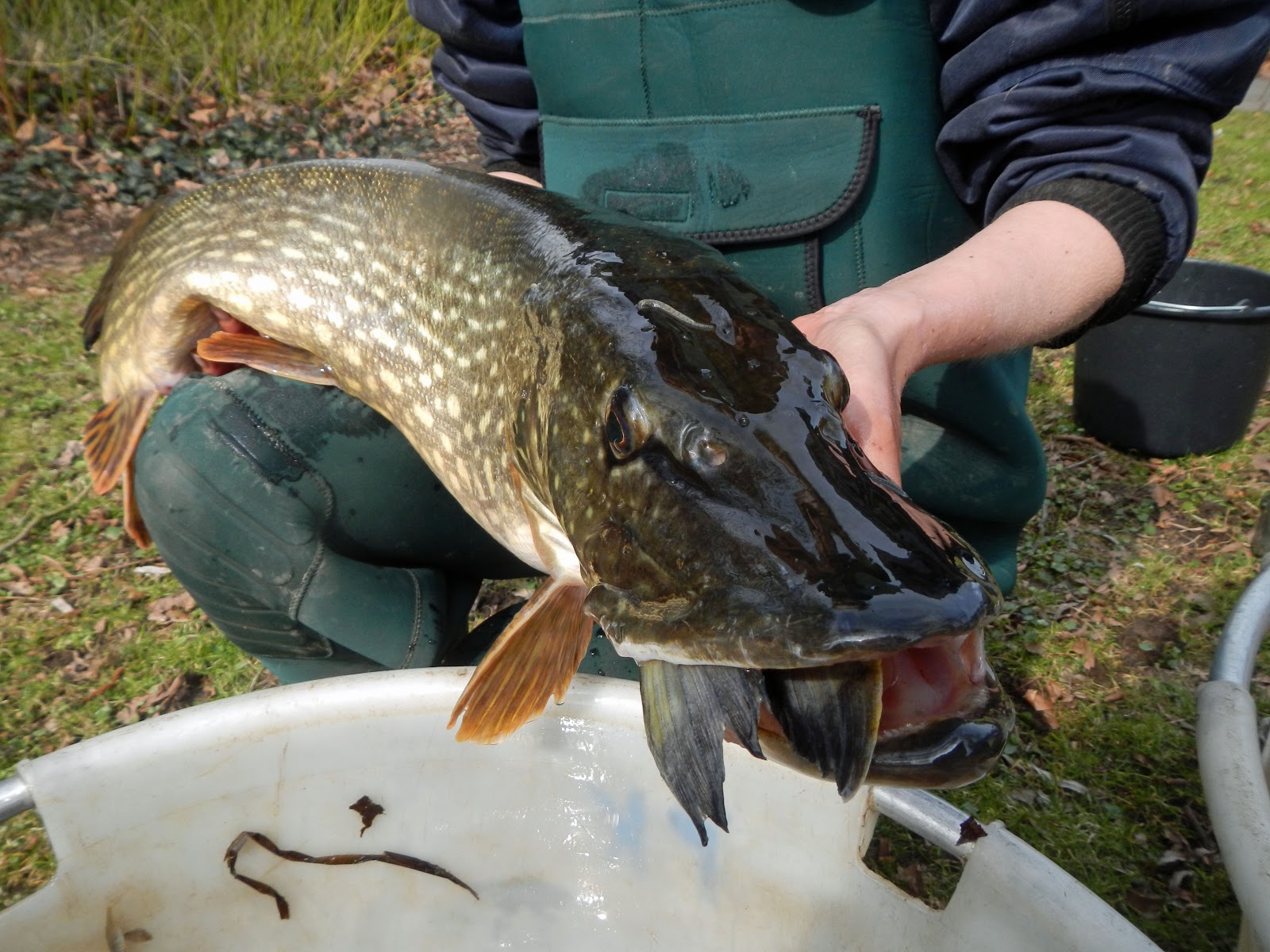 Datakal: Snoek eet snoek