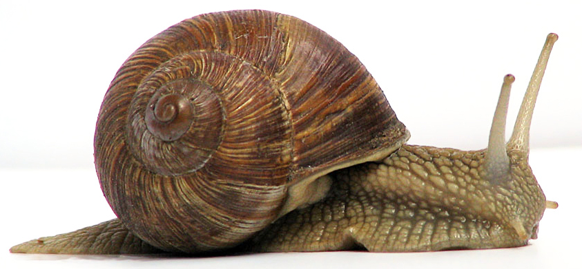 Dark Régal: Mlle Agathe ou les vertus de la bave d’escargot.*