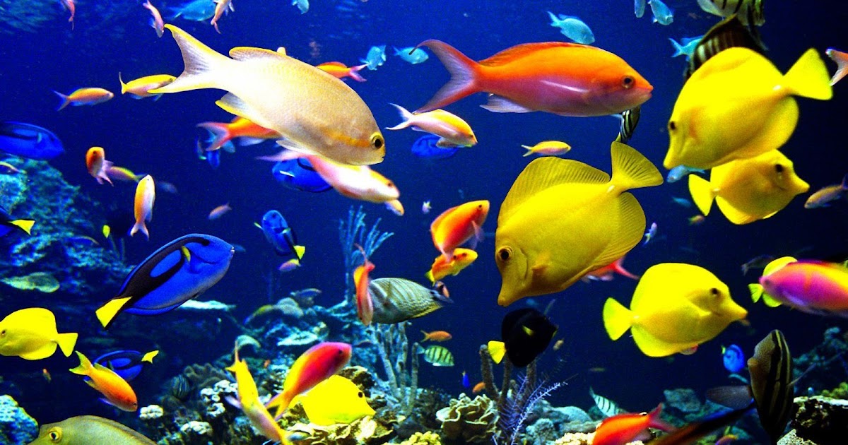 Tudo mais além: Cardume colorido