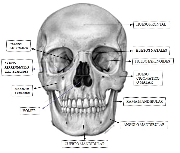 HUESOS DE LA CARA - Enciclopedia de Tareas
