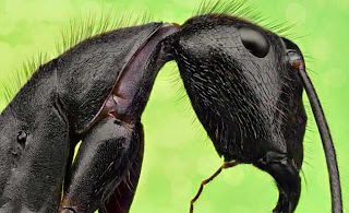 Foto Blogger: Donald Jusa, un fotógrafo de insectos