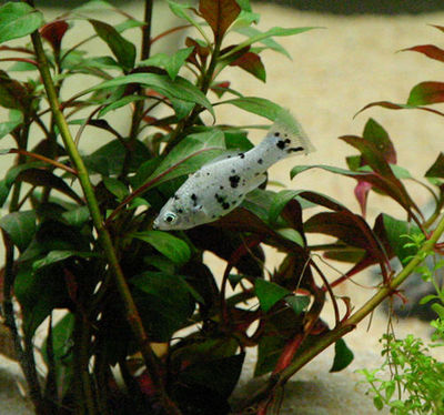 Nature Lover: molly fish