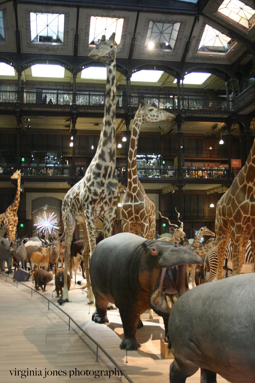 Paris Through My Lens: La marche des animaux