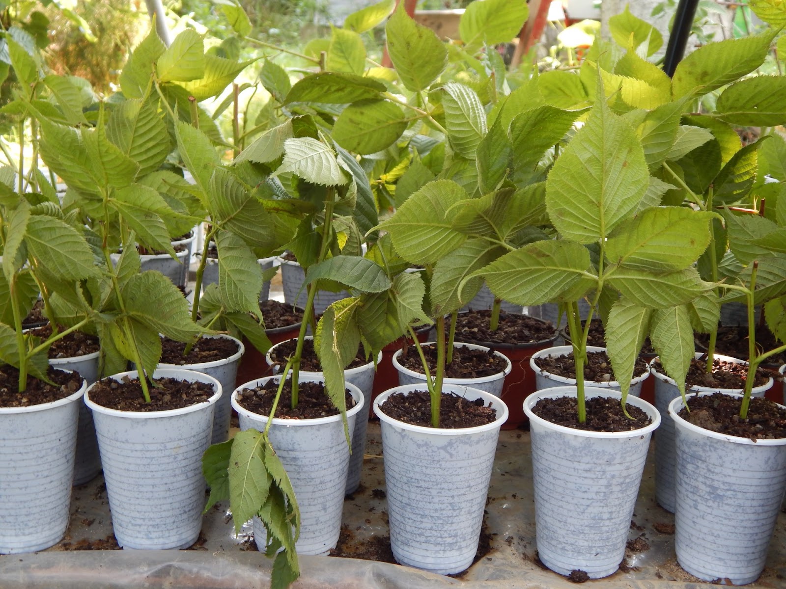 Ferma Divizor comun: Inmultirea murului prin butasirea verde-esec total