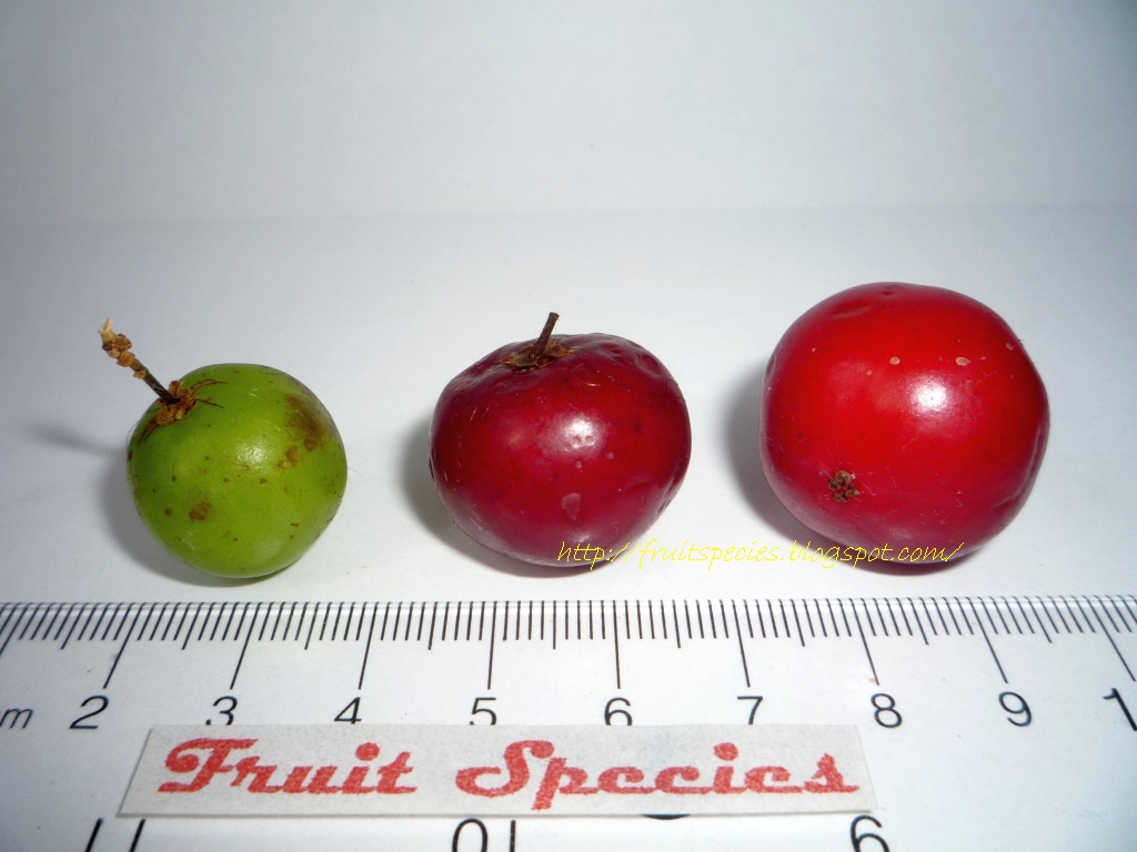 Fruit Species: RUKAM