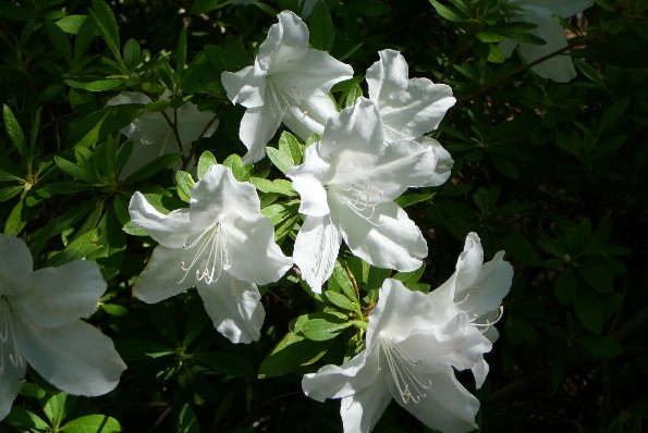 Sonia Kane's Sun Day Art: Azalea Glow II