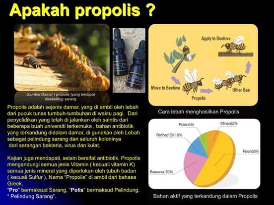 Lebah Kelulut Terbaik Di Pasaran Dunia: PROPOLIS