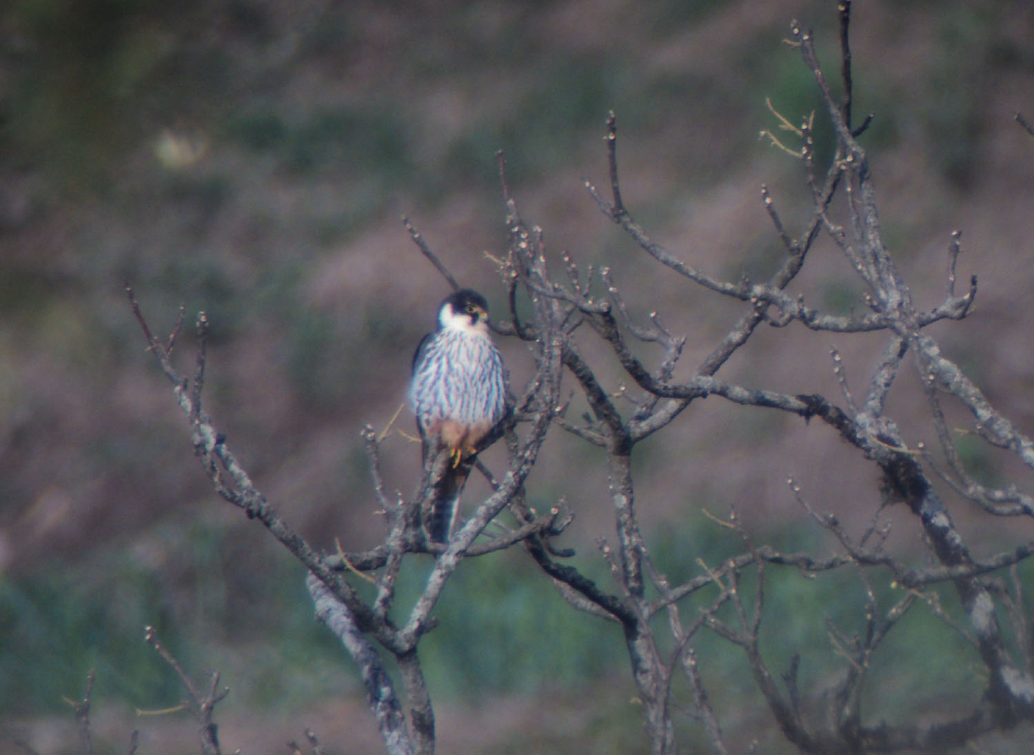 प्रकृति: Spiny Babbler At My Doorstep