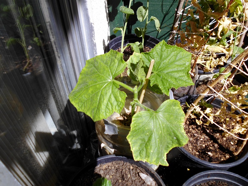 Spacemaster Cucumber | Greens and Machines