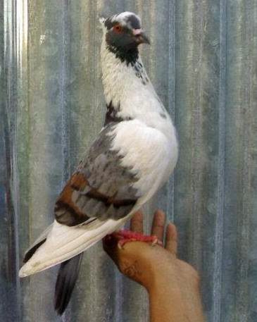 SPESIALIS MERPATI: MERPATI CITO