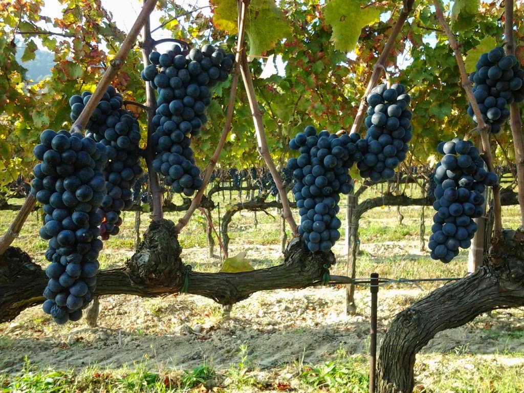 lostrillonotizieinrosa: LO SAI CHE ...