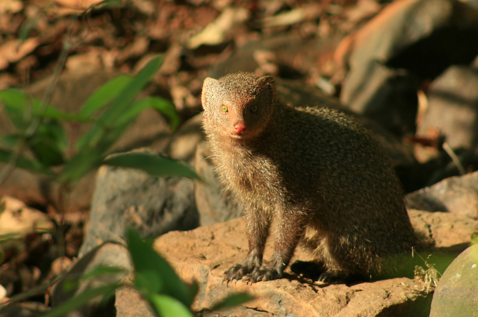 Travel tales of a lost female....: Tadoba National Park~ Pursuing those ...