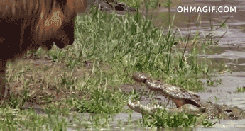 Chuck's Fun Page 2: Animal GIFs that need to be shared - 15 images