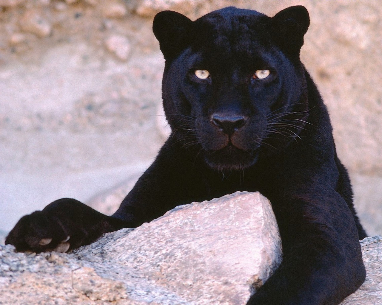 Coleccion de fotos de felinos en HD - tigres y otros. ~ Los 20 mejores ...